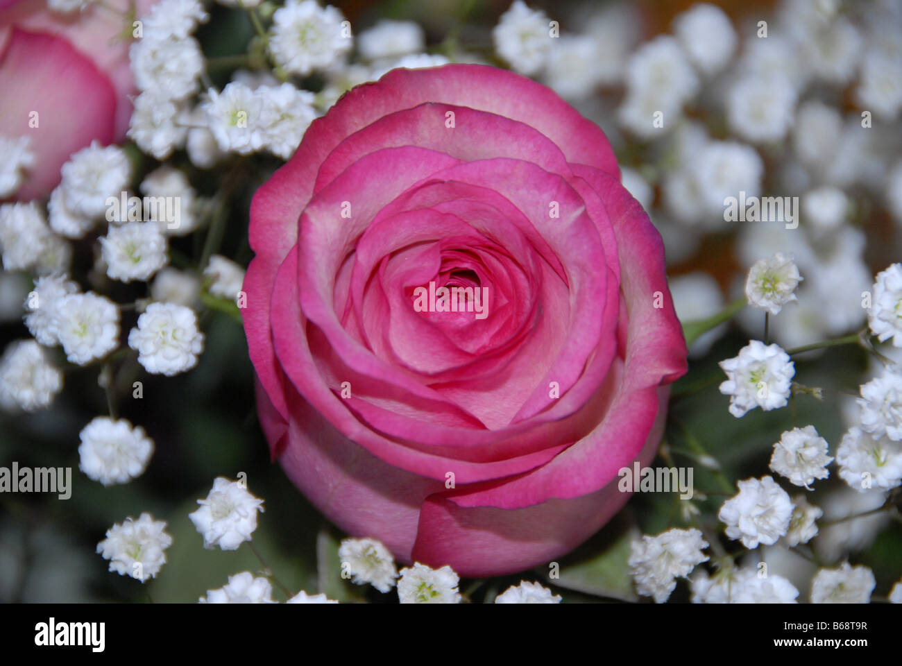 Baby pink rose flower hi-res stock photography and images - Alamy