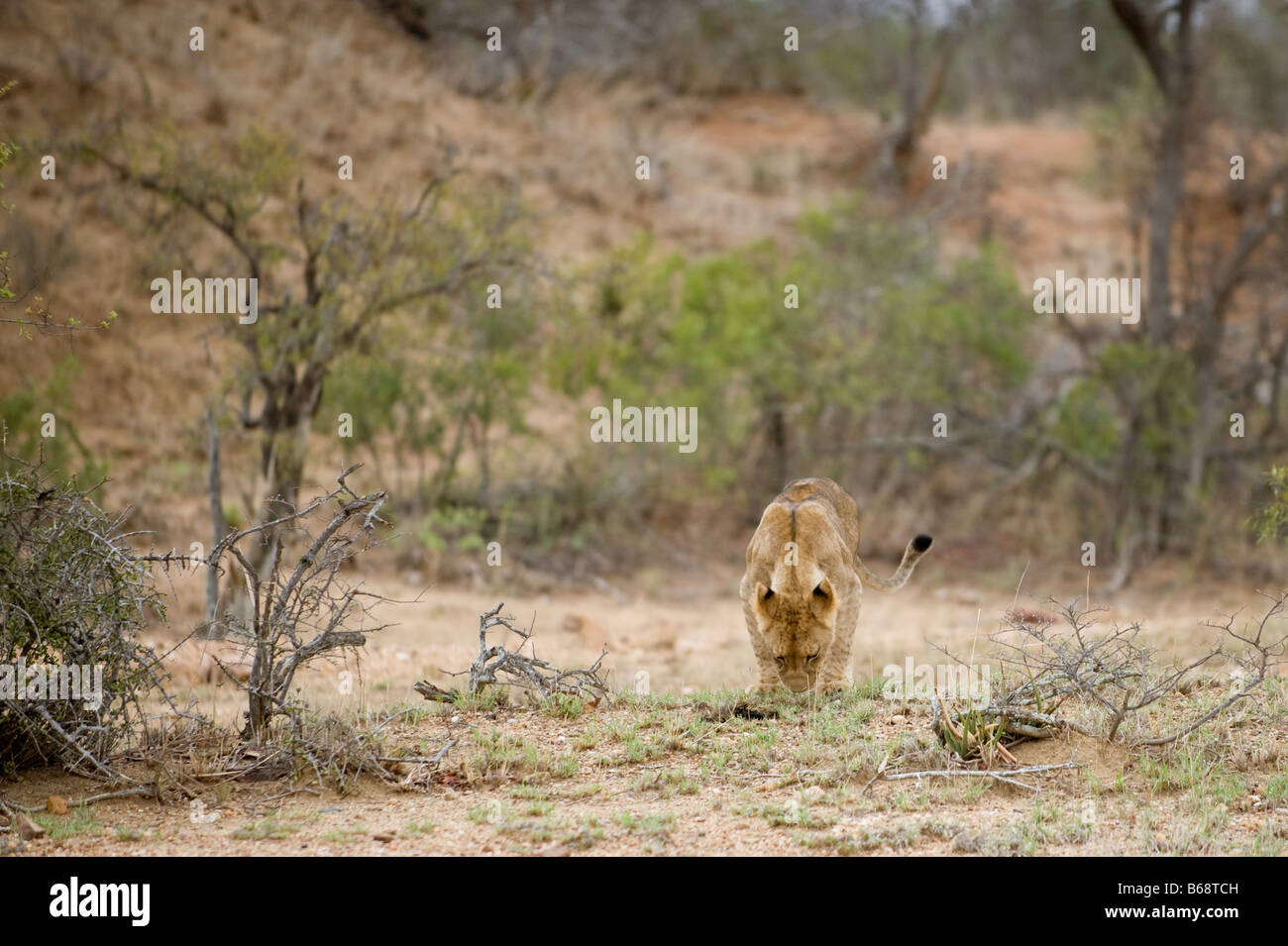 A lion catching the scent Stock Photo - Alamy