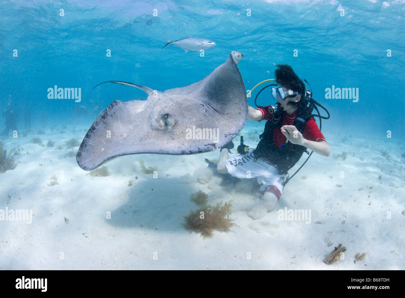 Cayman Islands Grand Cayman Island MR Underwater view of Scuba divers ...