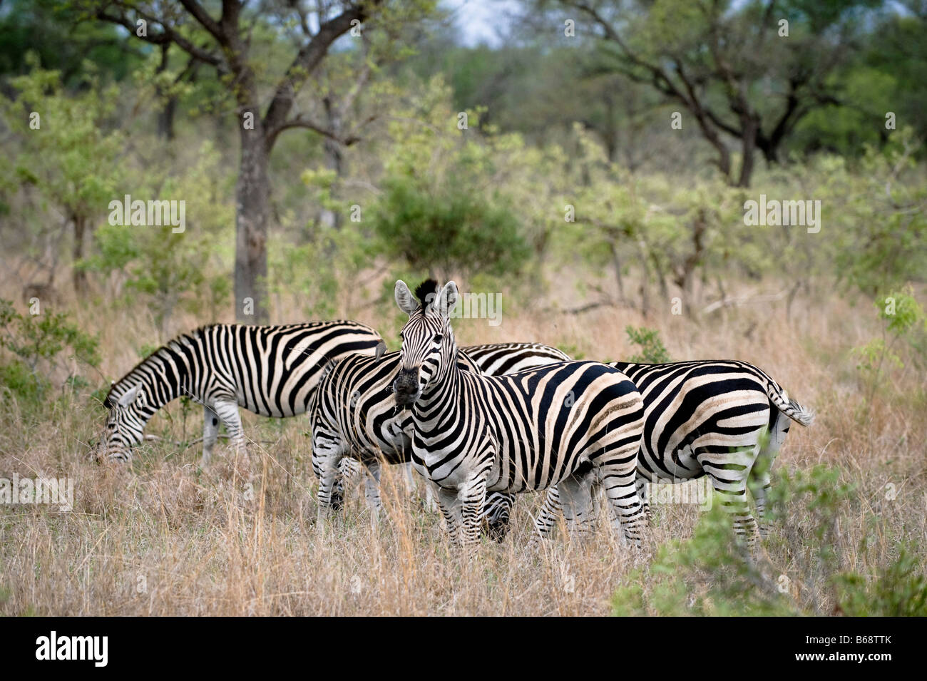 Sabi sands zebra hi-res stock photography and images - Alamy