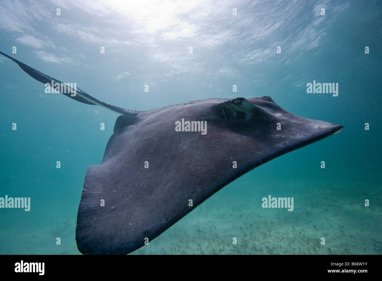 Cayman Islands Grand Cayman Island Underwater view of Southern Stingray ...