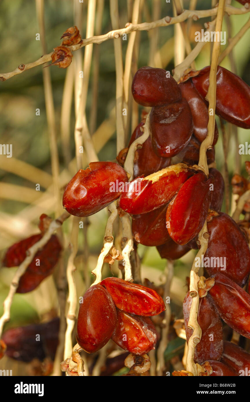 Ripe dates at the Date Palm Tree, Phoenix dactylifera, Sultanate of ...