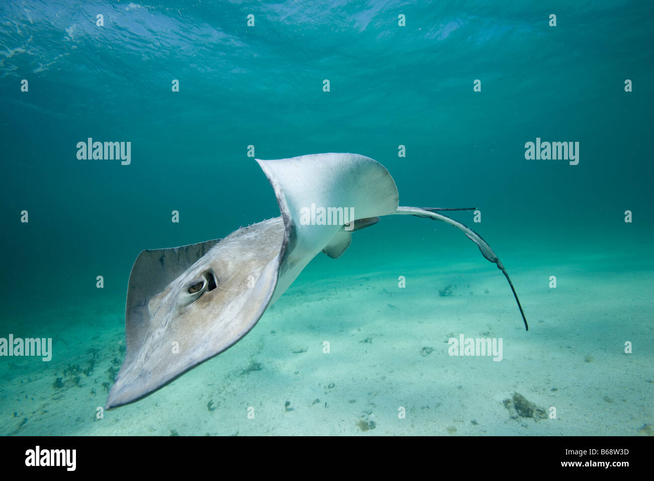 Cayman Islands Grand Cayman Island Underwater view of Southern Stingray ...