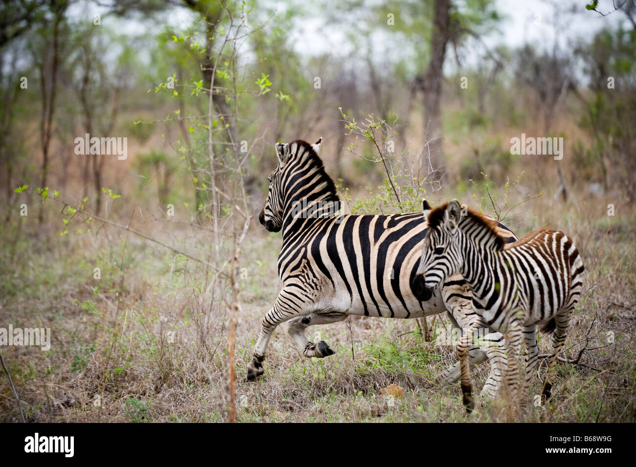 Sabi sands zebra hi-res stock photography and images - Alamy