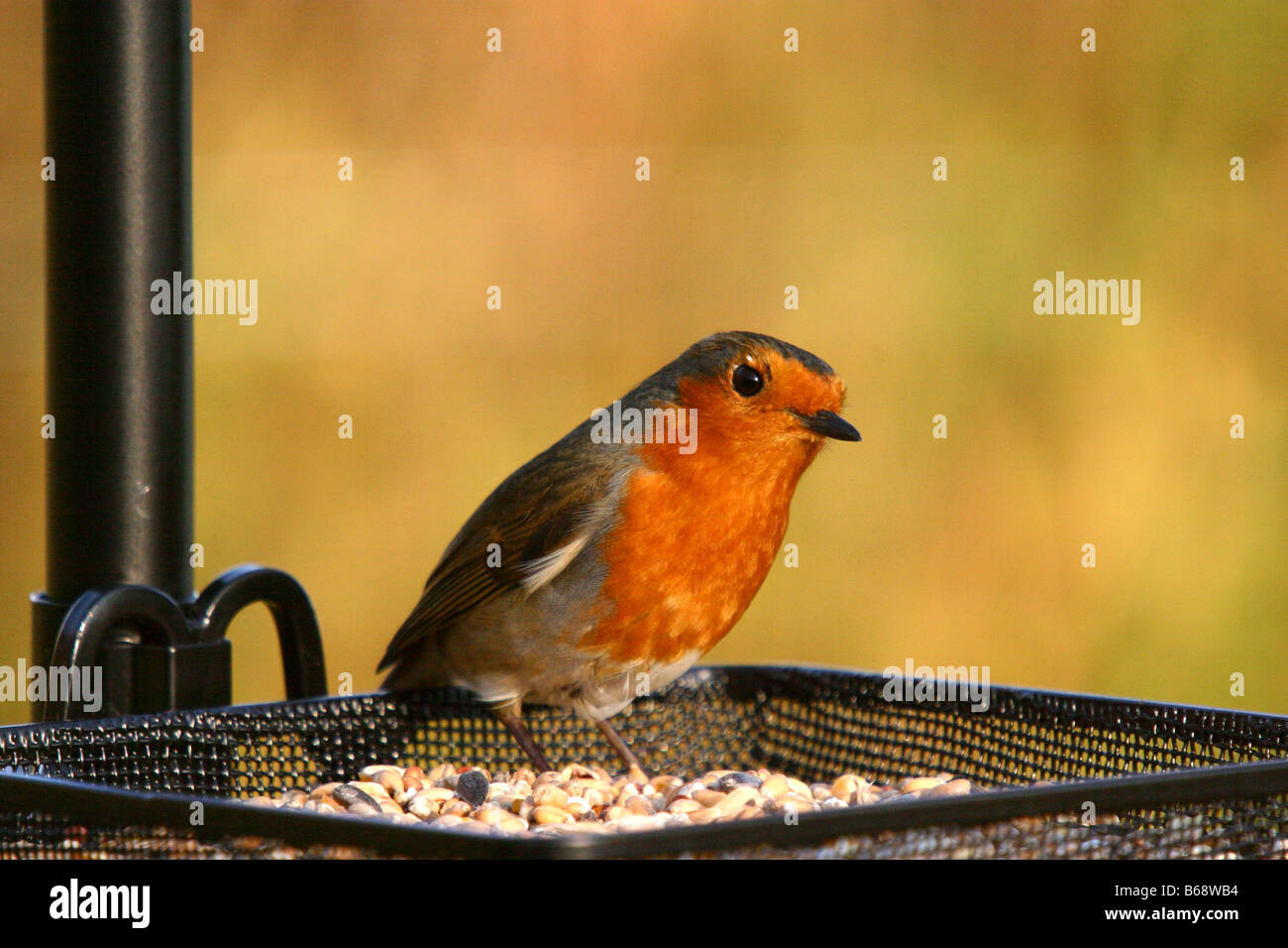 Robin garden bird seed hi-res stock photography and images - Alamy
