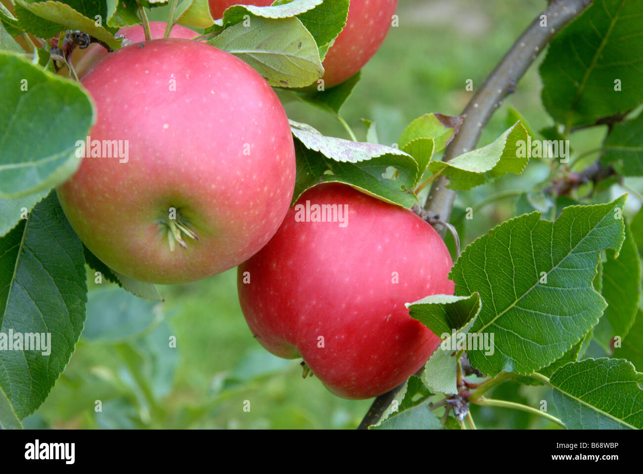 Two apples tree stem hi-res stock photography and images - Alamy