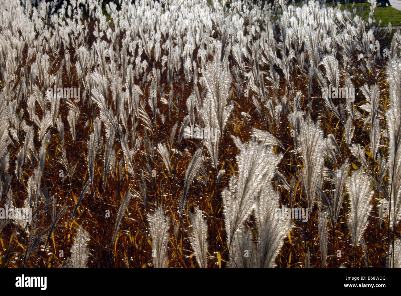 Silver harvest hi-res stock photography and images - Alamy
