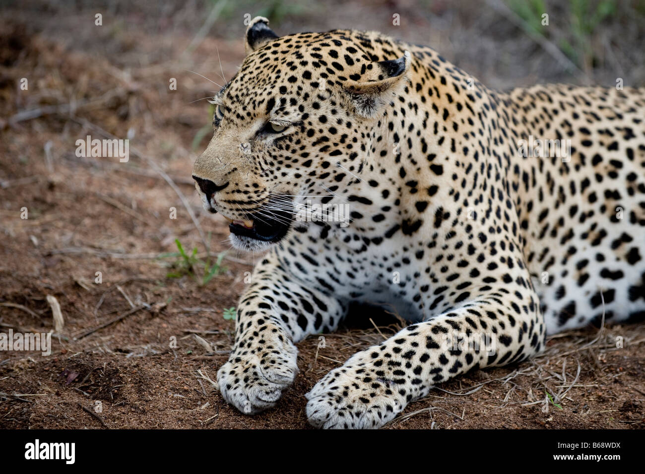 leopard close up Stock Photo - Alamy