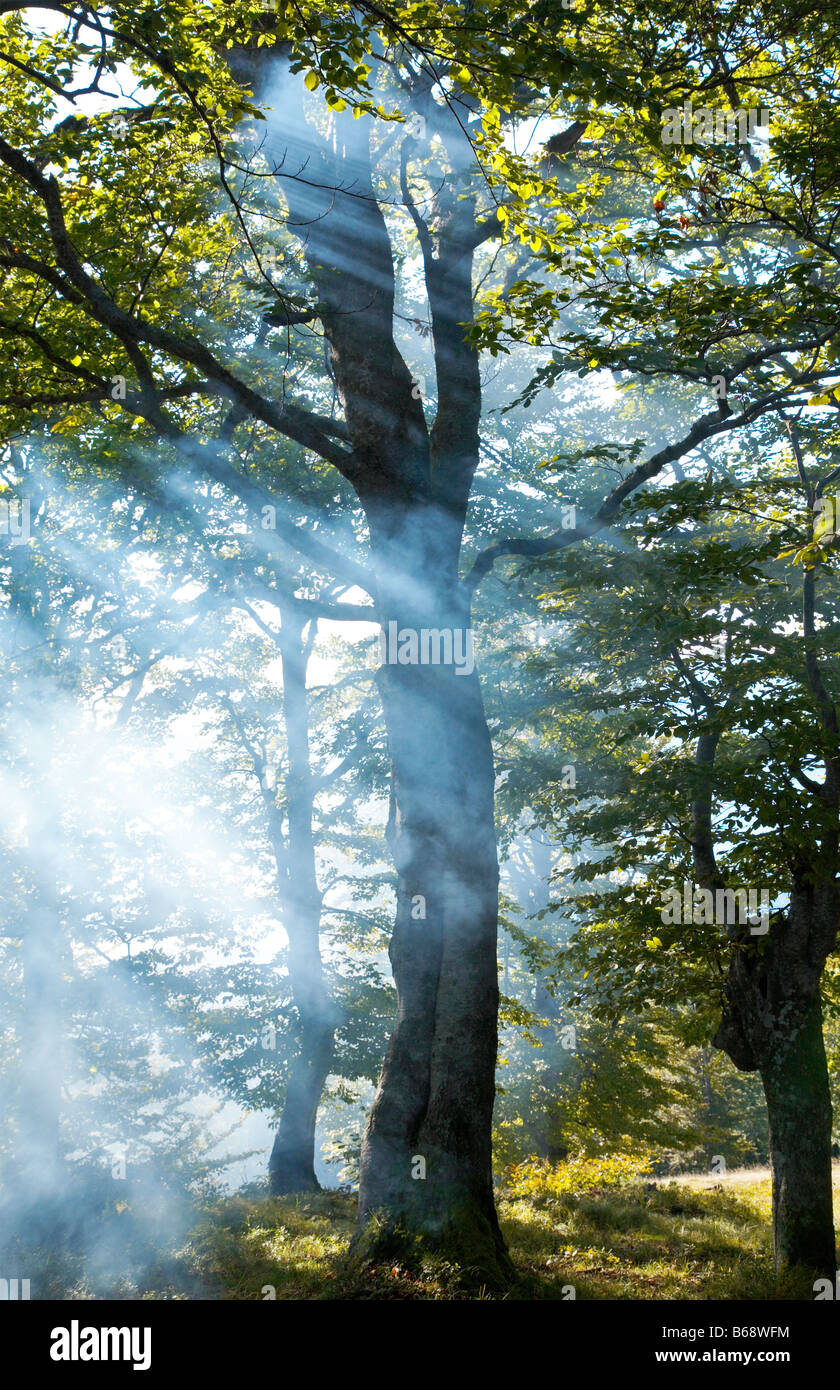 Sunbeam forest hi-res stock photography and images - Alamy