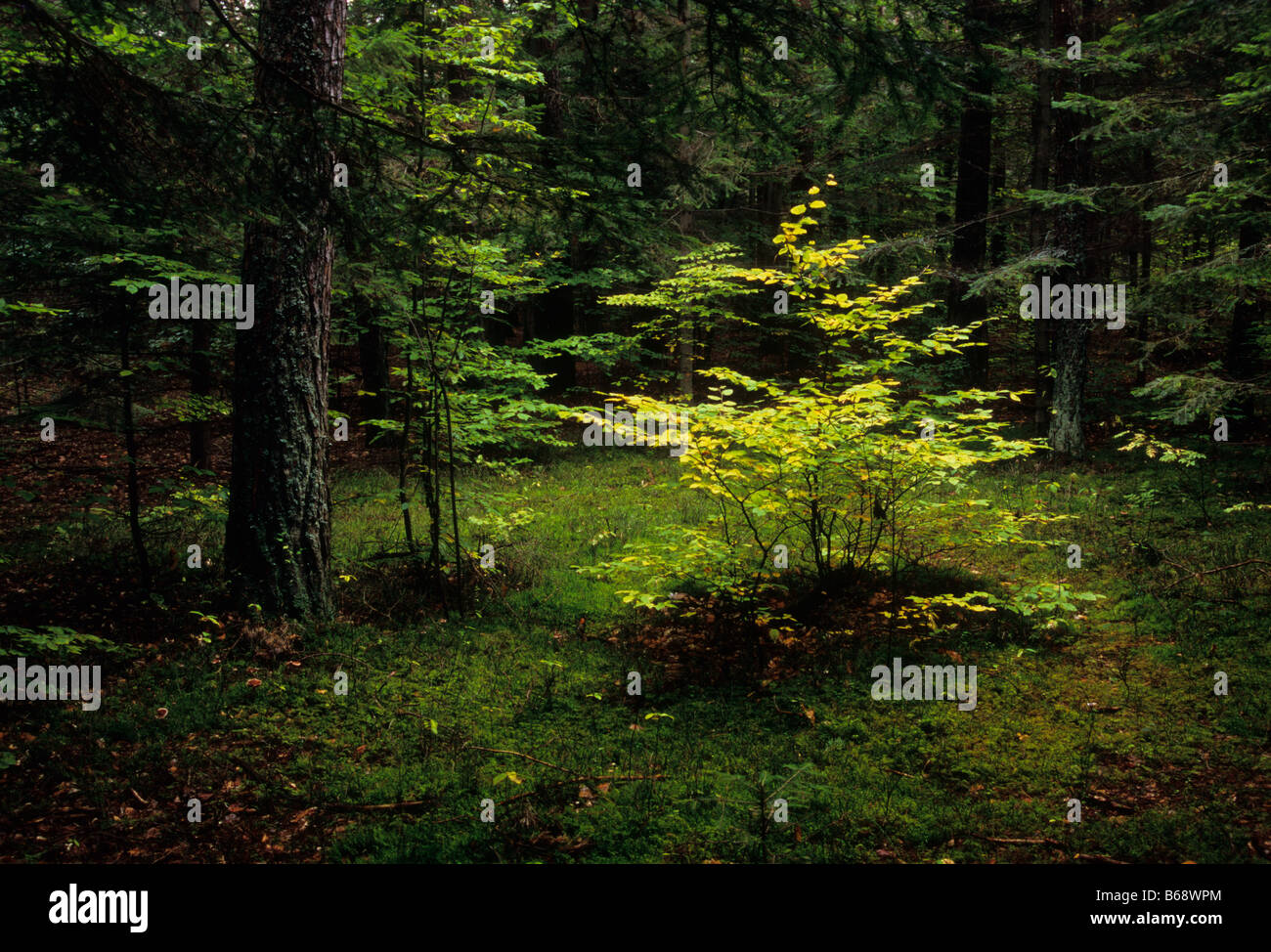 Carpathian forest hi-res stock photography and images - Alamy