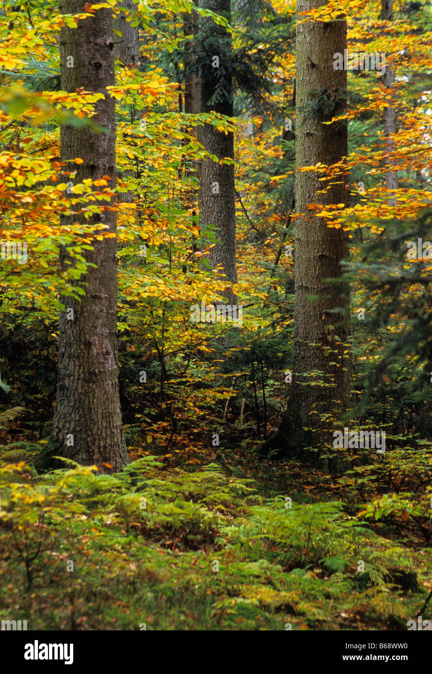 Carpathian forest hi-res stock photography and images - Alamy