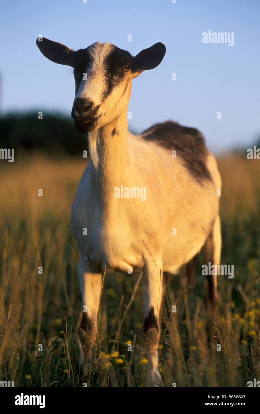 Alpine production hi-res stock photography and images - Alamy