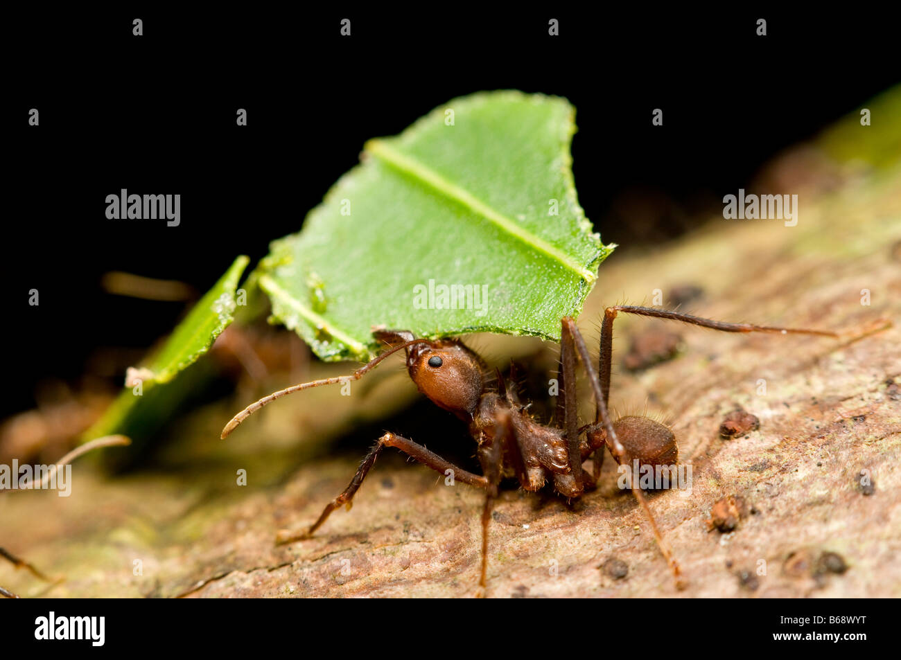 Leafcutter ant carrying a leaf hi-res stock photography and images - Alamy