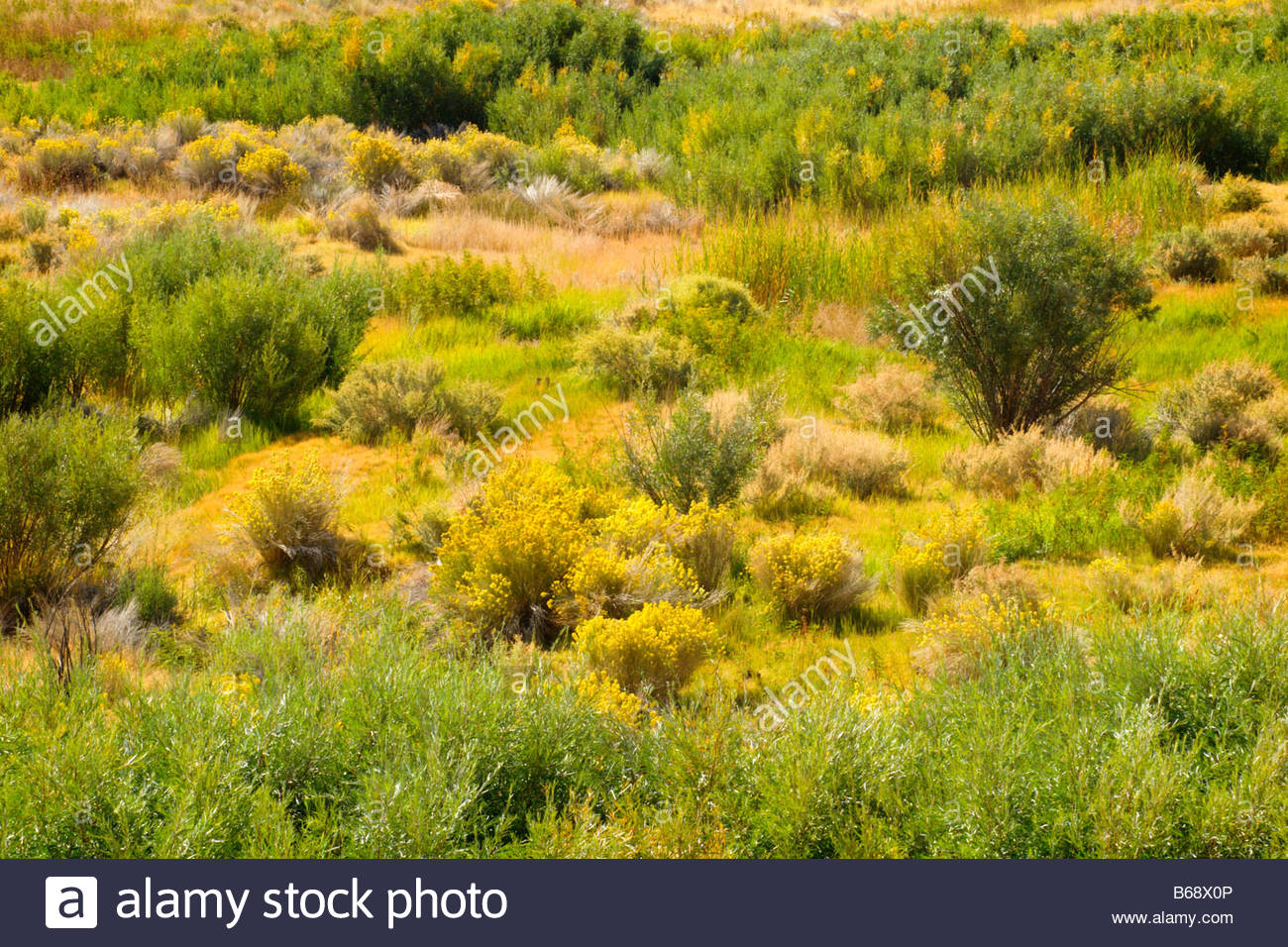 Great Basin Desert Sagebrush High Resolution Stock Photography and ...