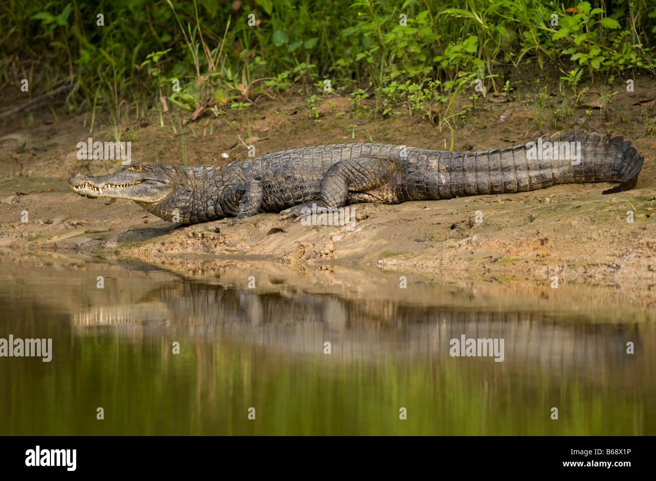 COMMON, WHITE or SPECTACLED CAIMAN Caiman crocodilus Stock Photo - Alamy