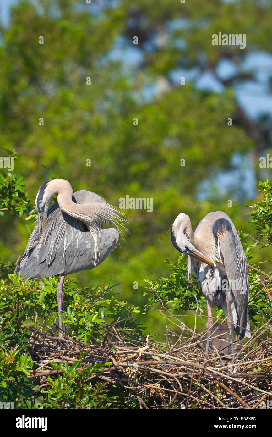 A nesting pair of great blue herons Stock Photo - Alamy