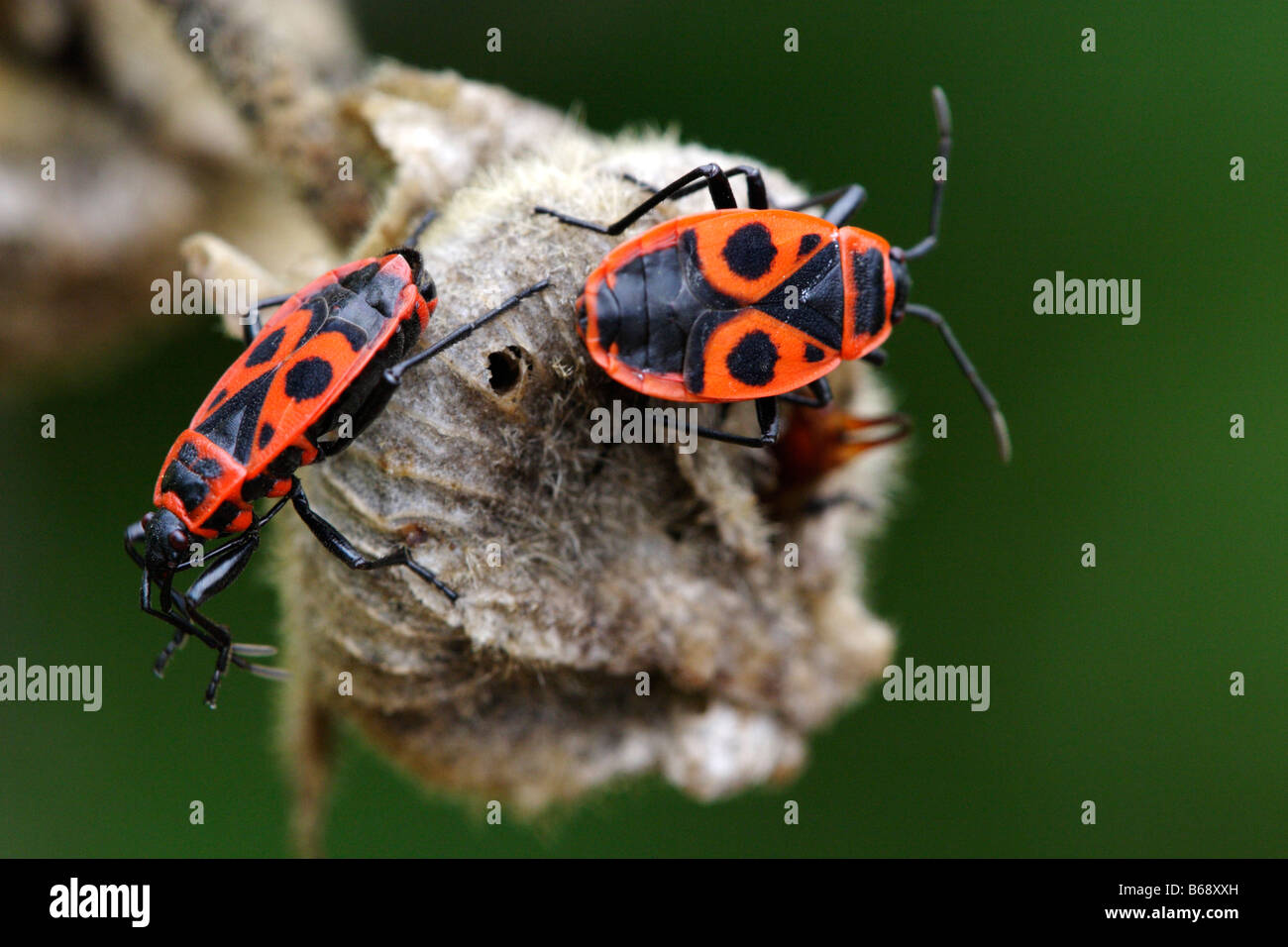 Pyrrhocoris apterus or Fire bugs Stock Photo - Alamy