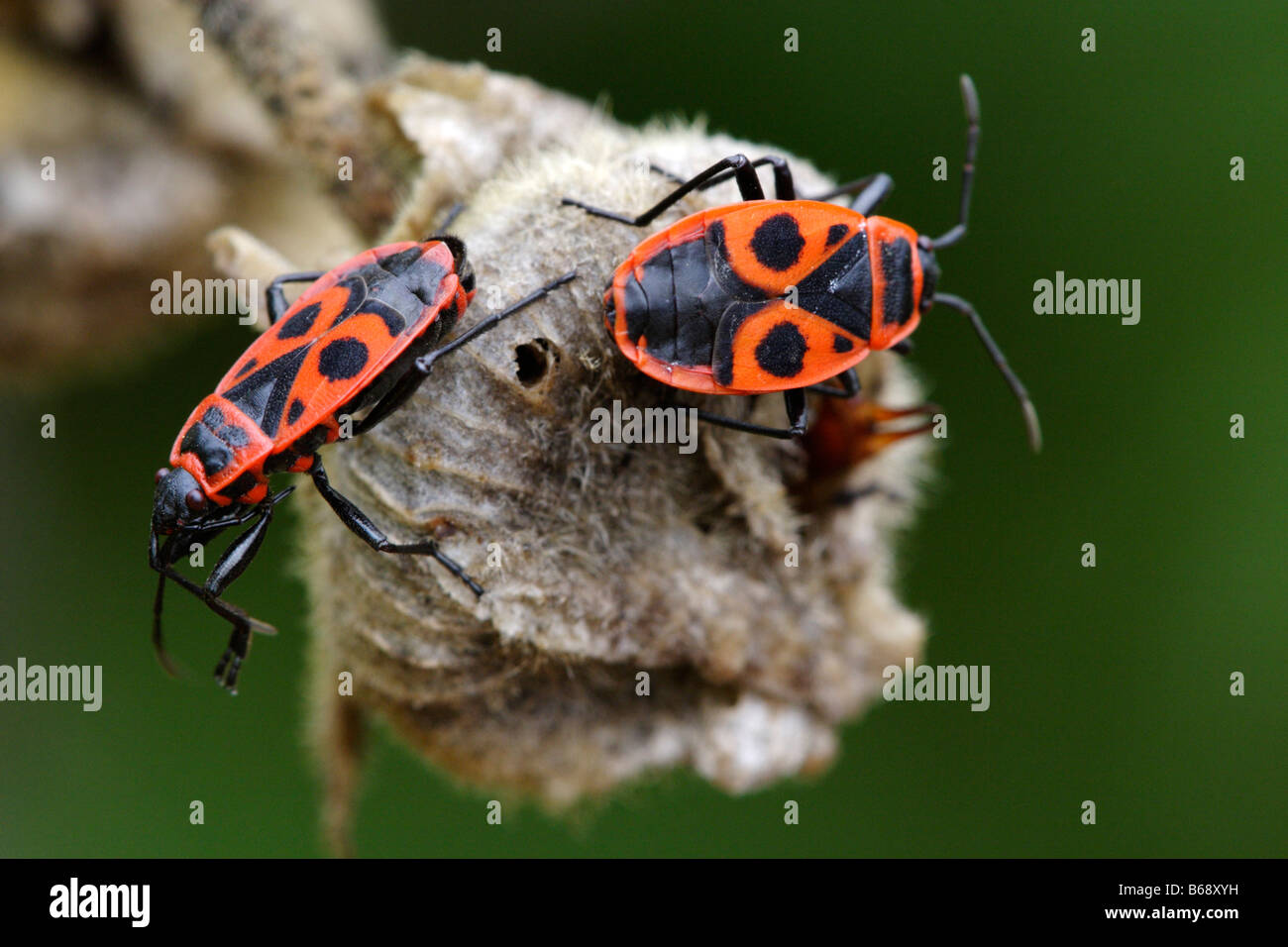 Heteroptera pyrrhocoris apterus fire bugs bug fire bugs insect seedhead ...