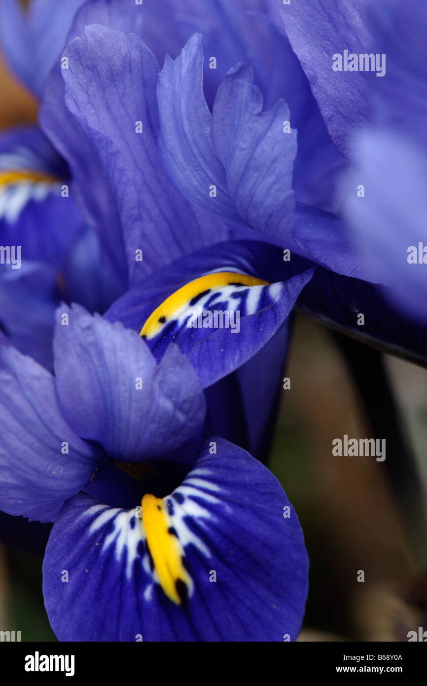Two blue iris flowers Stock Photo - Alamy