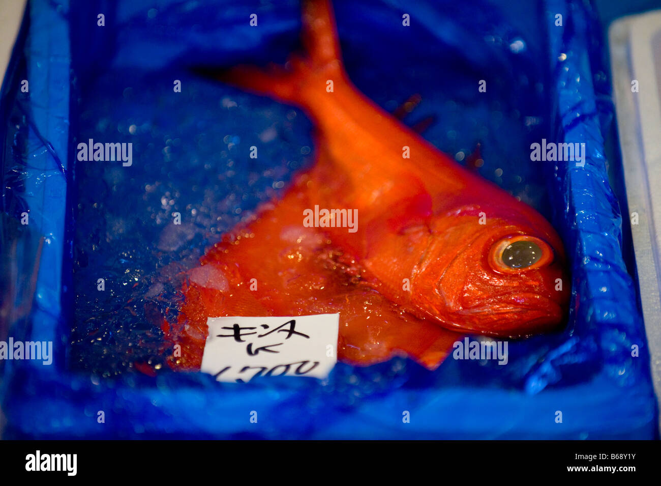 Red snapper fish in an ice box at The Tsukiji Fish Market in Tokyo ...
