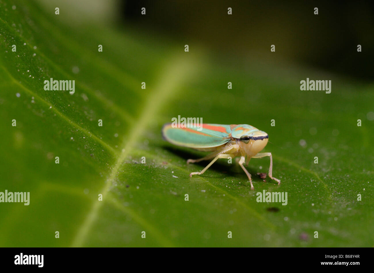 Cicada, Rhododendron Leafhopper, Graphocephala fennahi Stock Photo - Alamy