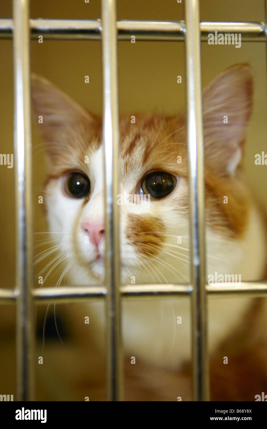 Fearful cat hi-res stock photography and images - Alamy