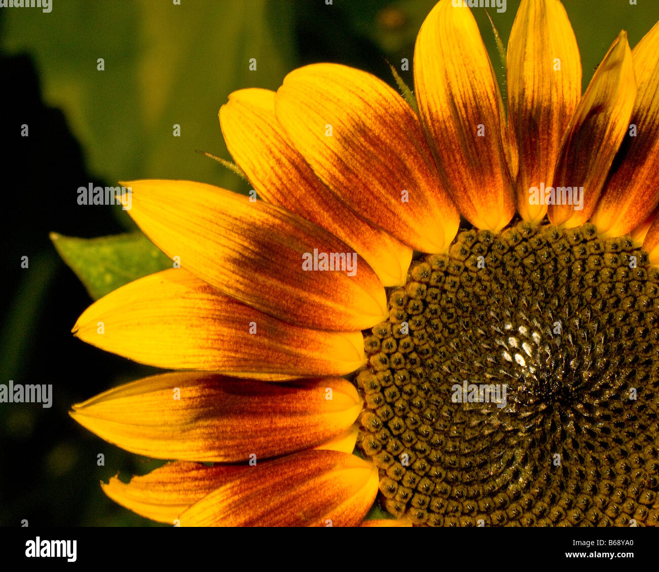 Giant yellow sunflower hi-res stock photography and images - Alamy