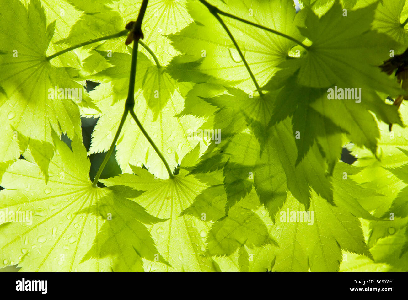 Overlapping leaves hi-res stock photography and images - Alamy