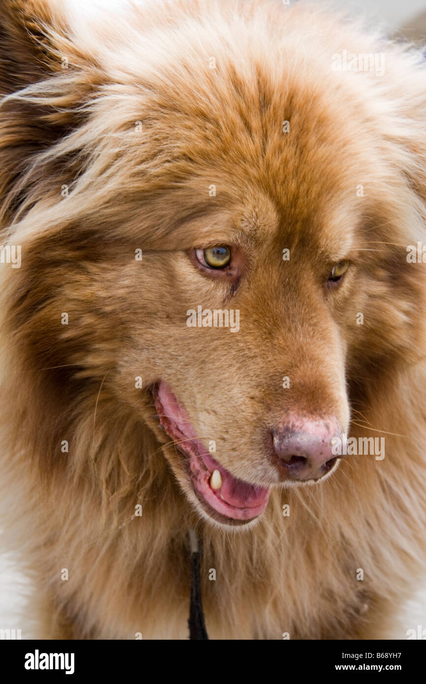 Malamute hi-res stock photography and images - Alamy