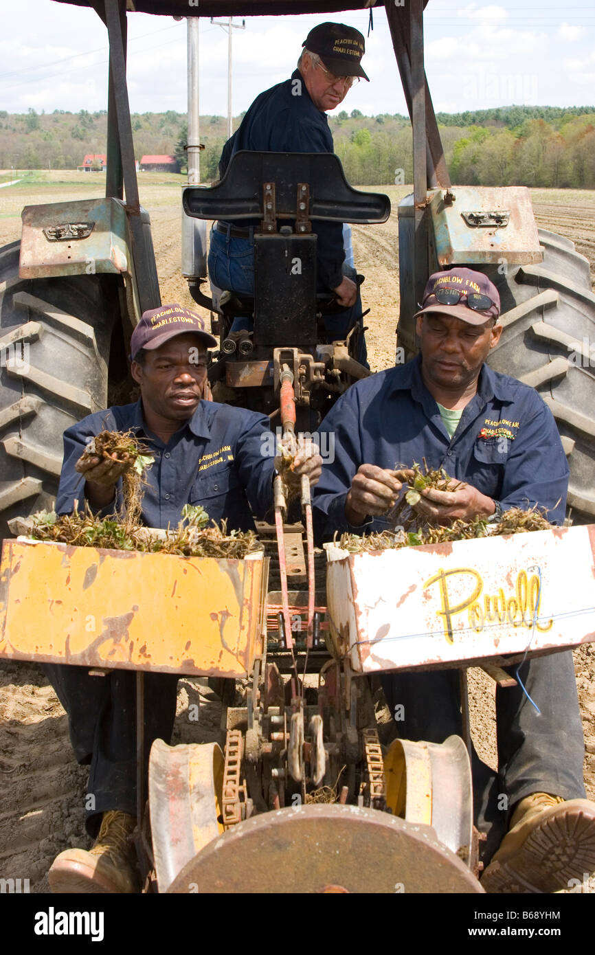 Jamaican agriculture hi-res stock photography and images - Alamy