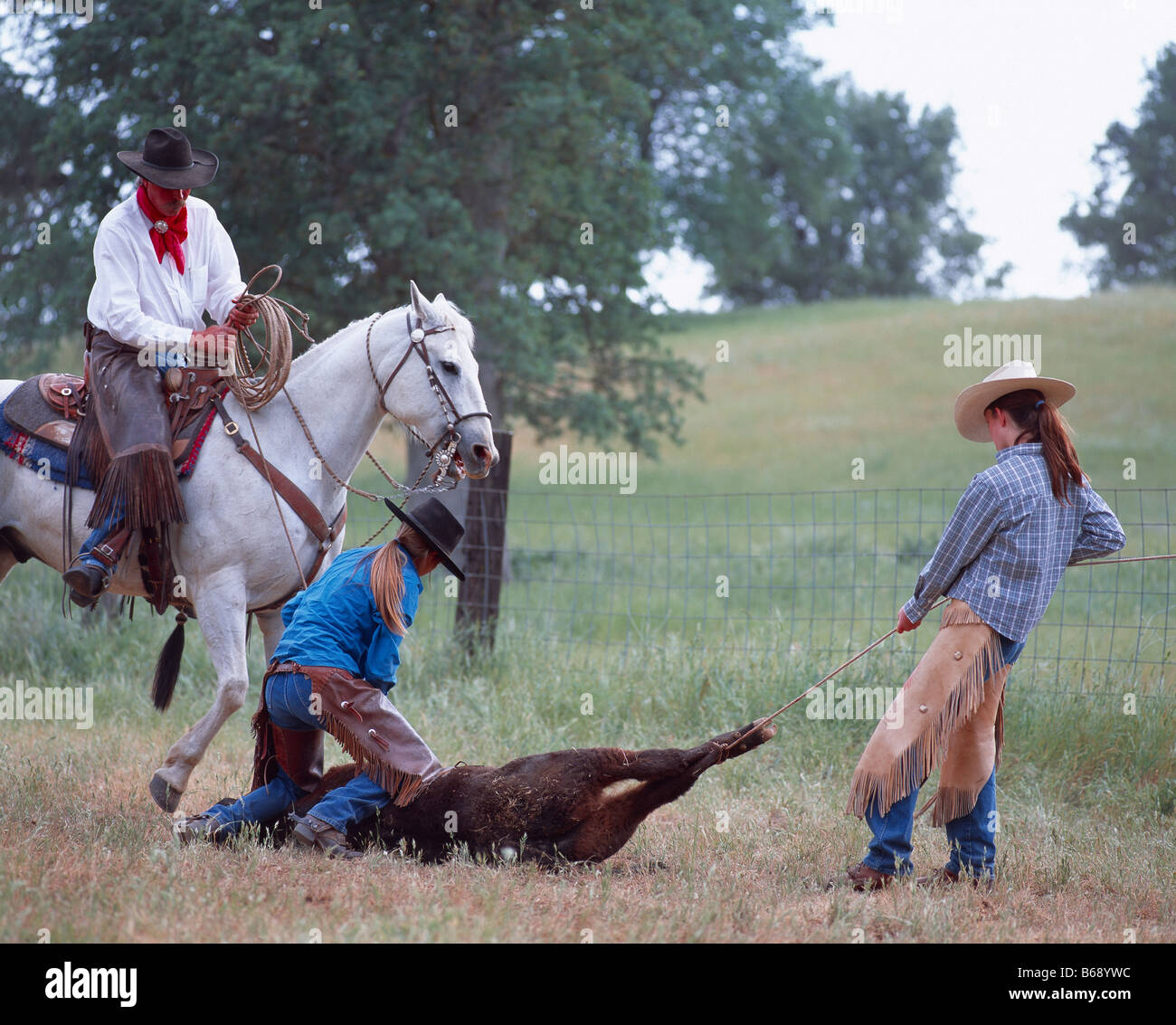 Young cowgirls branding a calf on a working ranch, Montana Stock Photo ...