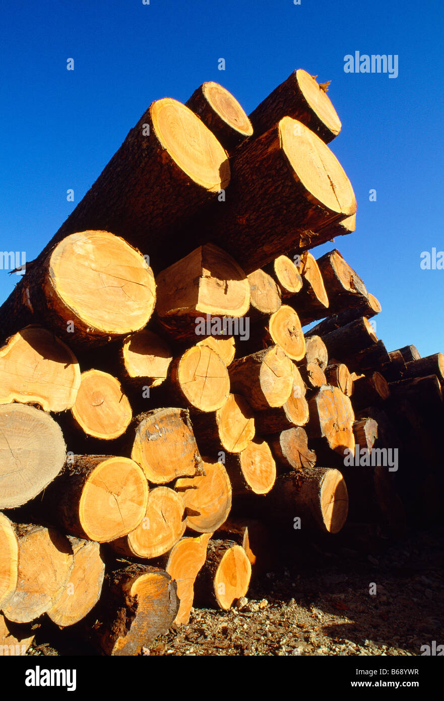 Large pile of freshly cut logs, Kane Hardwoods, producers of top grade ...