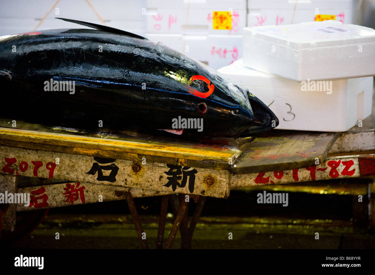 Tuna fish at The Tsukiji Fish Market in Tokyo, Japan Stock Photo - Alamy
