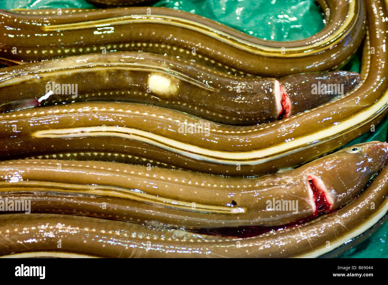 Eels in fish market hi-res stock photography and images - Alamy