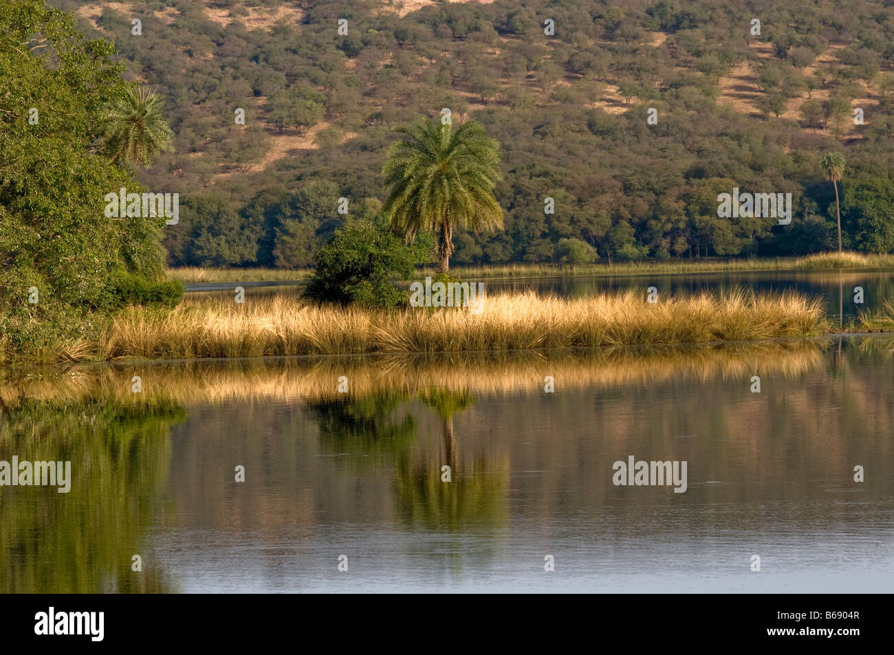 Ranthambore National Park. Rajasthan. India Stock Photo - Alamy