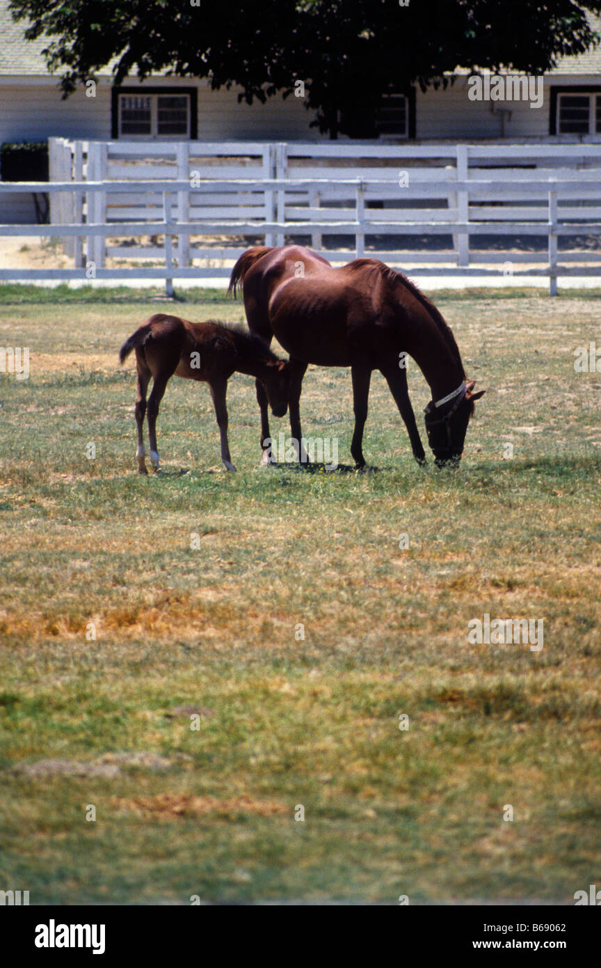 Mother horse and colt graze in fenced field Stock Photo - Alamy