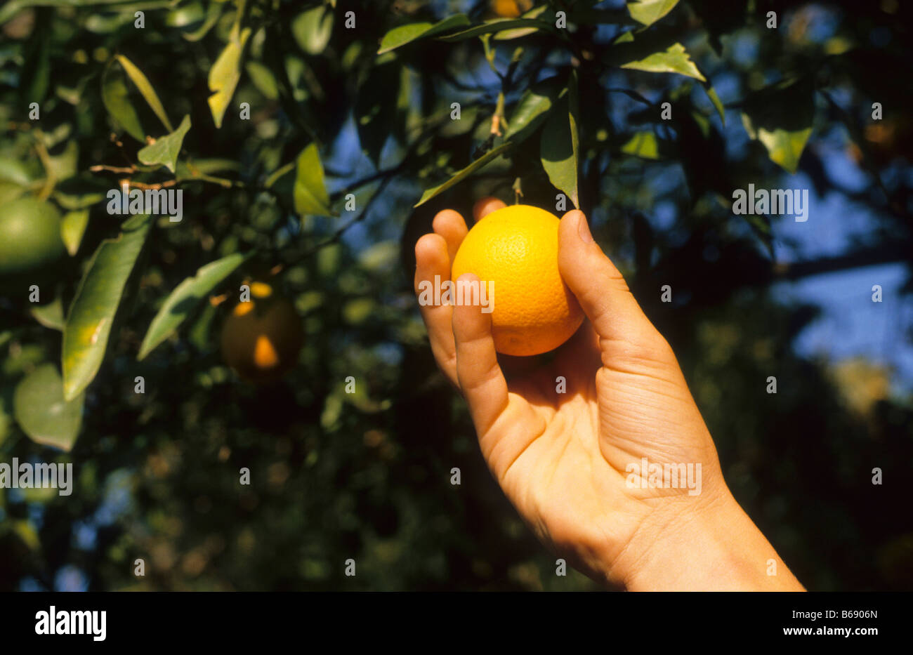 Hand picks orange from tree Stock Photo - Alamy