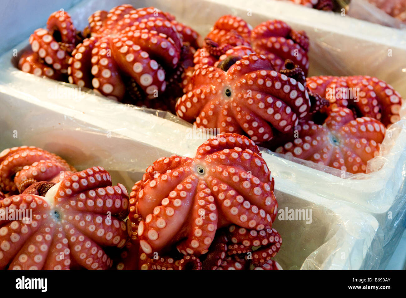 Octopus at The Tsukiji Fish Market in Tokyo, Japan Stock Photo - Alamy