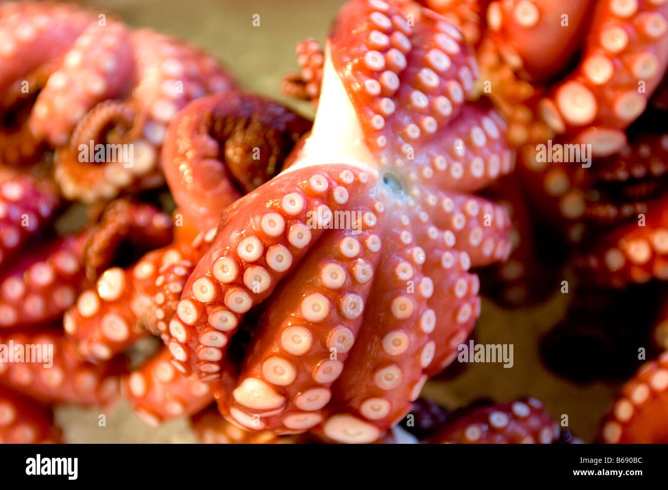 Octopus at The Tsukiji Fish Market in Tokyo, Japan Stock Photo - Alamy