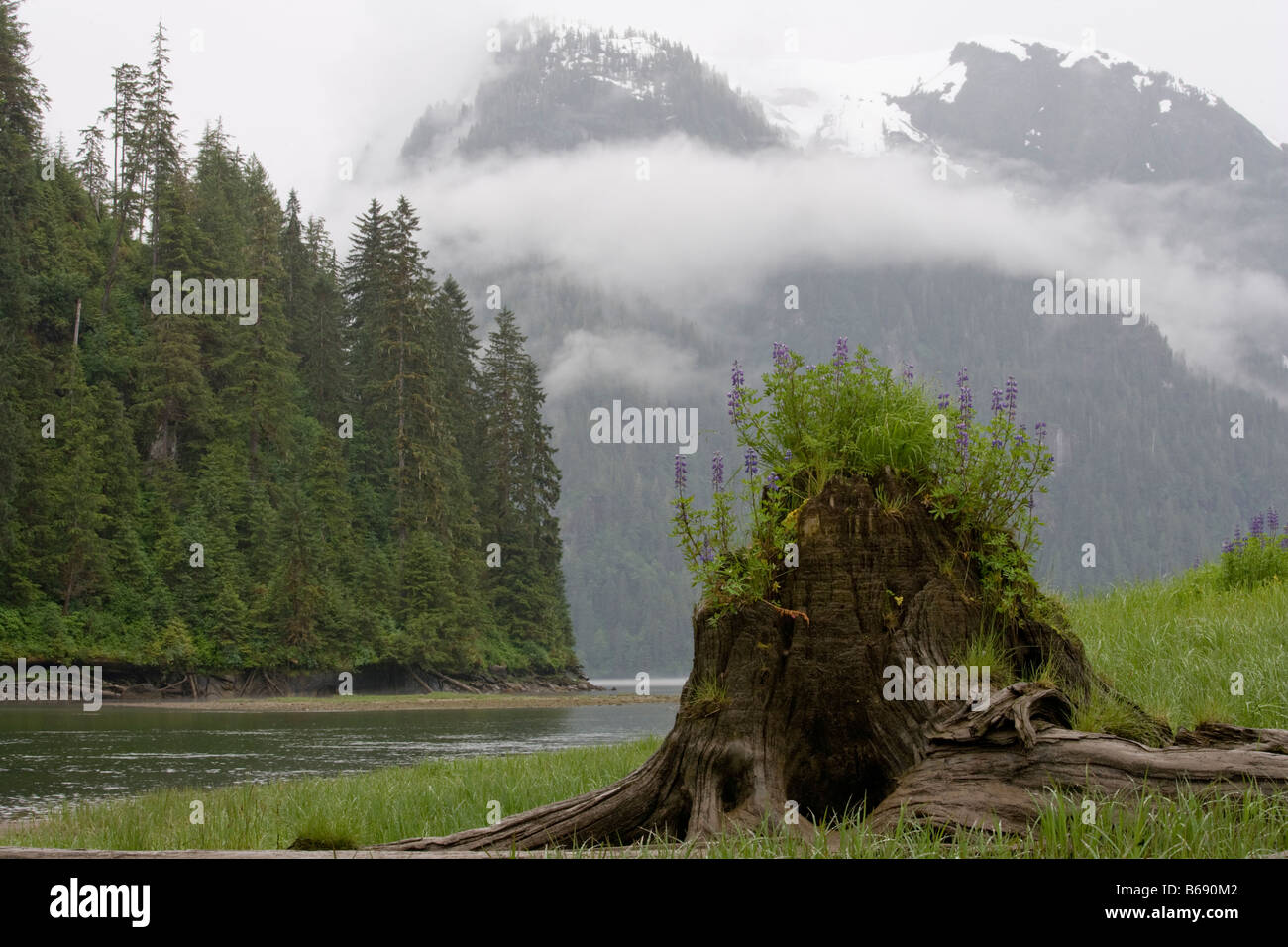 USA Alaska Misty Fjords National Monument Lupine flowers grow from tree ...