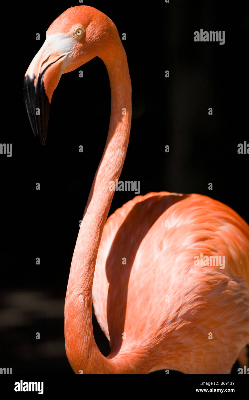 Bahamas flamingo hi-res stock photography and images - Alamy