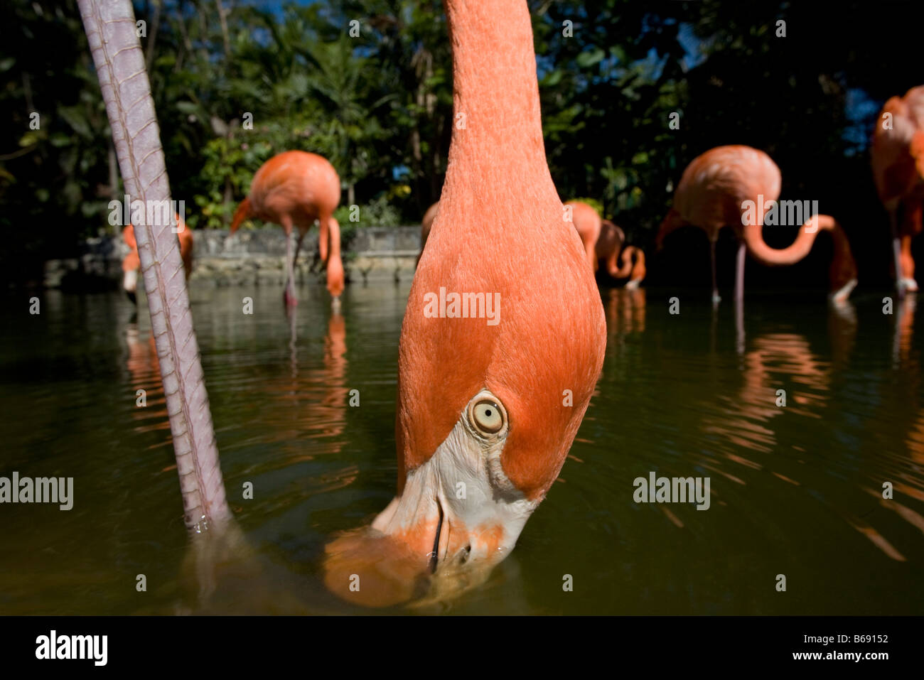 Bahamas birds hi-res stock photography and images - Alamy