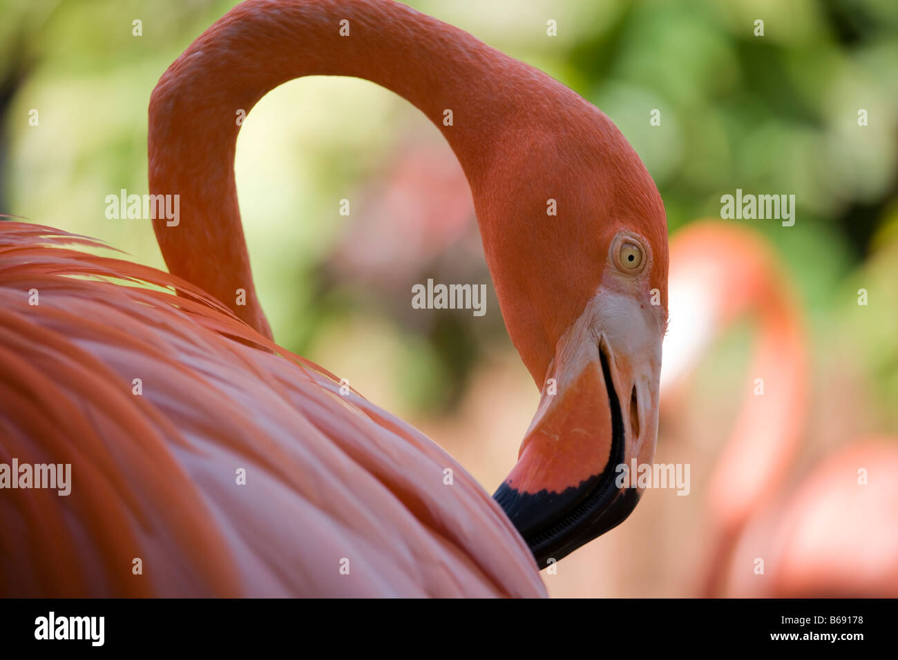 Ardastra gardens zoo nassau bahamas hi-res stock photography and images ...