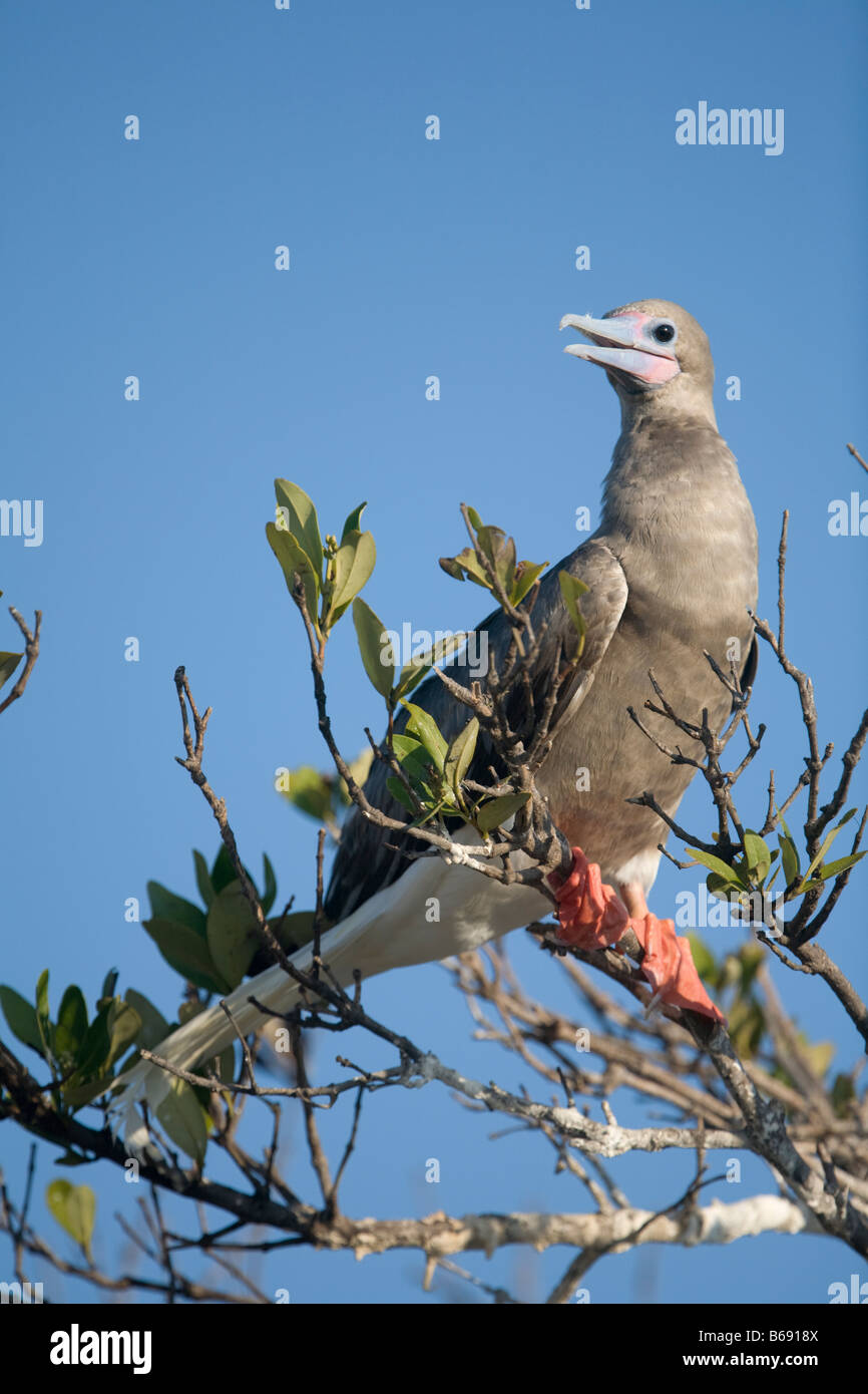 Cayman Islands Little Cayman Island Red footed Boobies Sula sula ...
