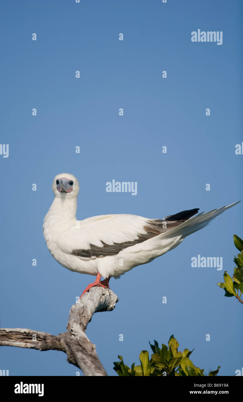 Cayman Islands Little Cayman Island Red footed Boobies Sula sula ...