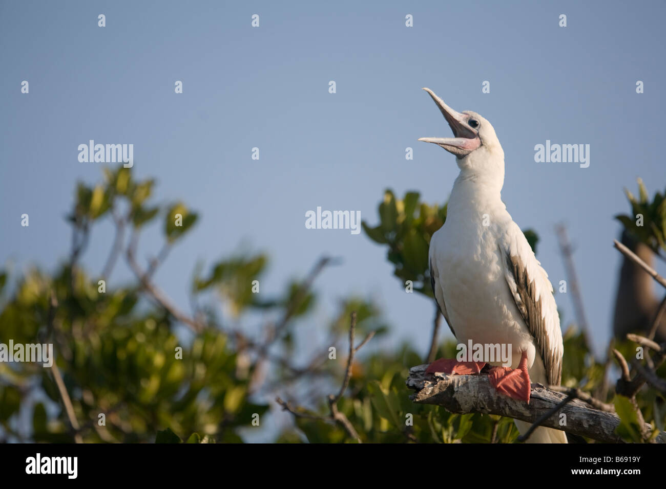 Cayman Islands Little Cayman Island Red footed Boobies Sula sula ...