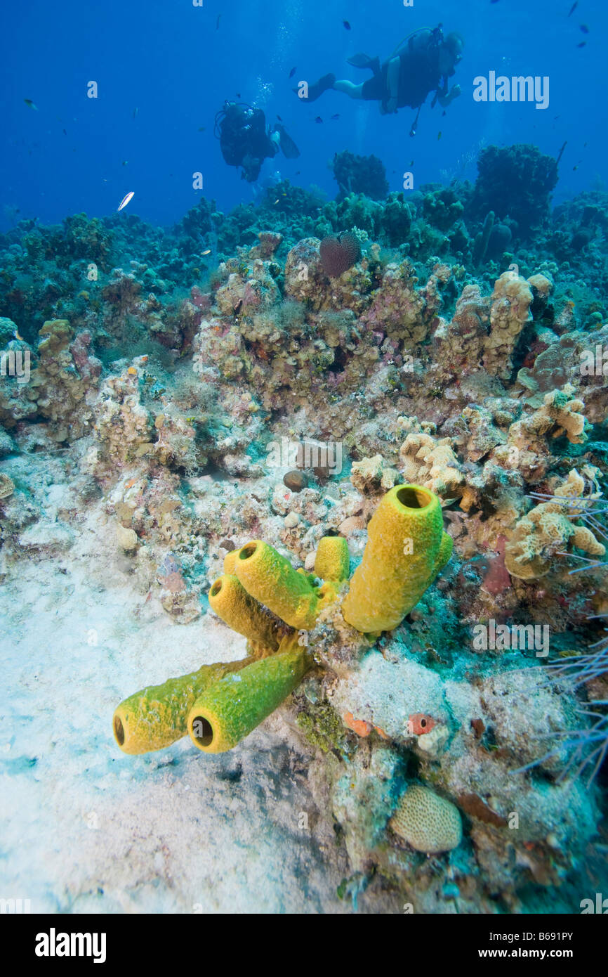 Cayman Islands Grand Cayman Island Underwater view of scuba divers and ...