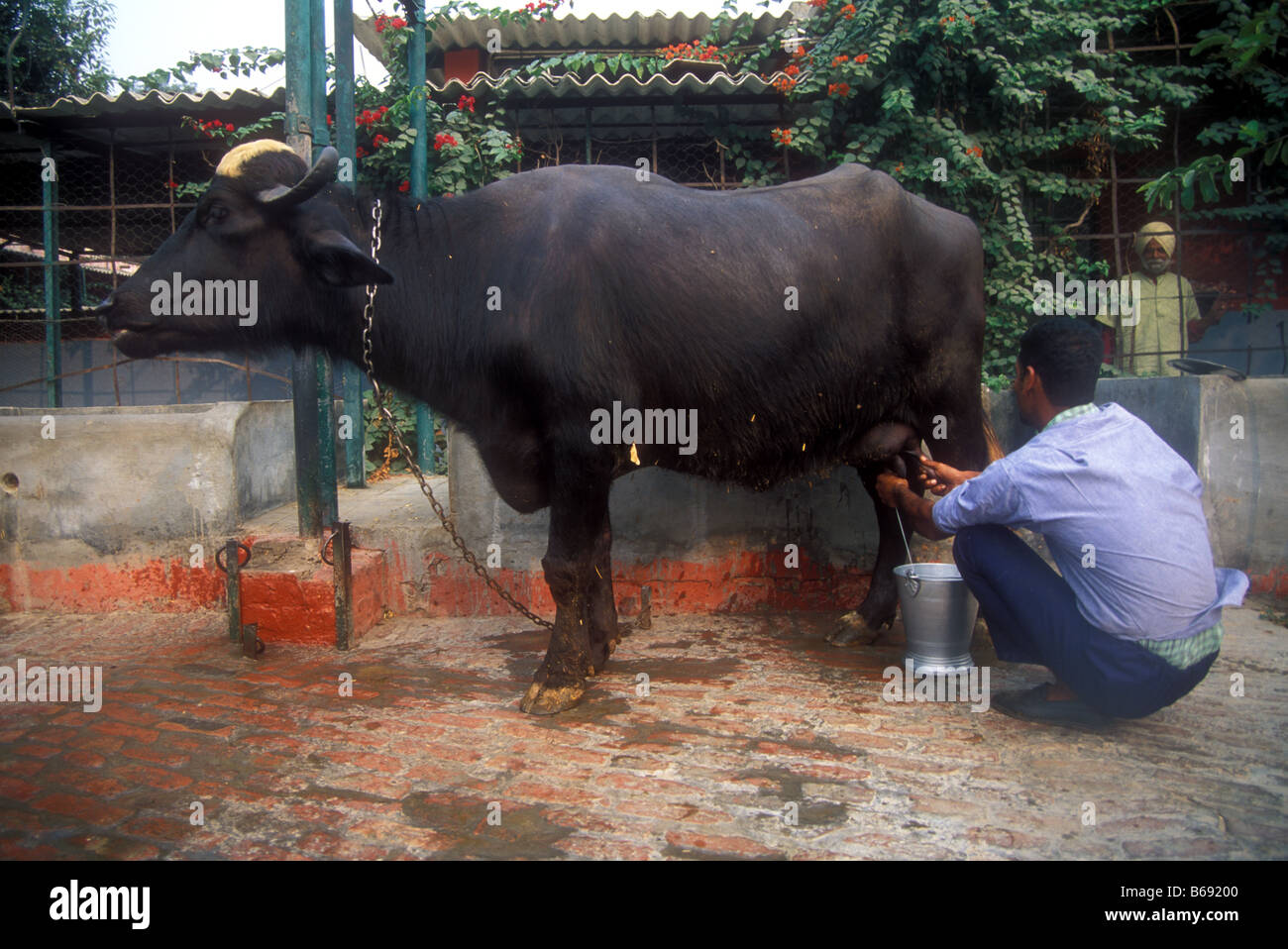Boy milking cow hi-res stock photography and images - Alamy