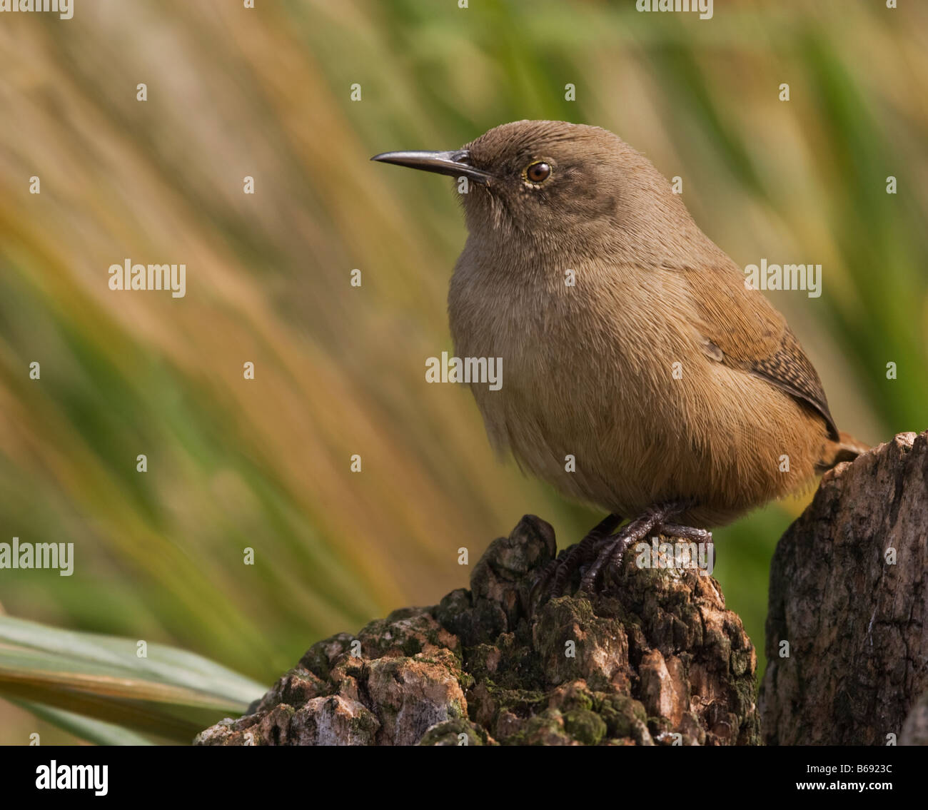 Tim wren hi-res stock photography and images - Alamy