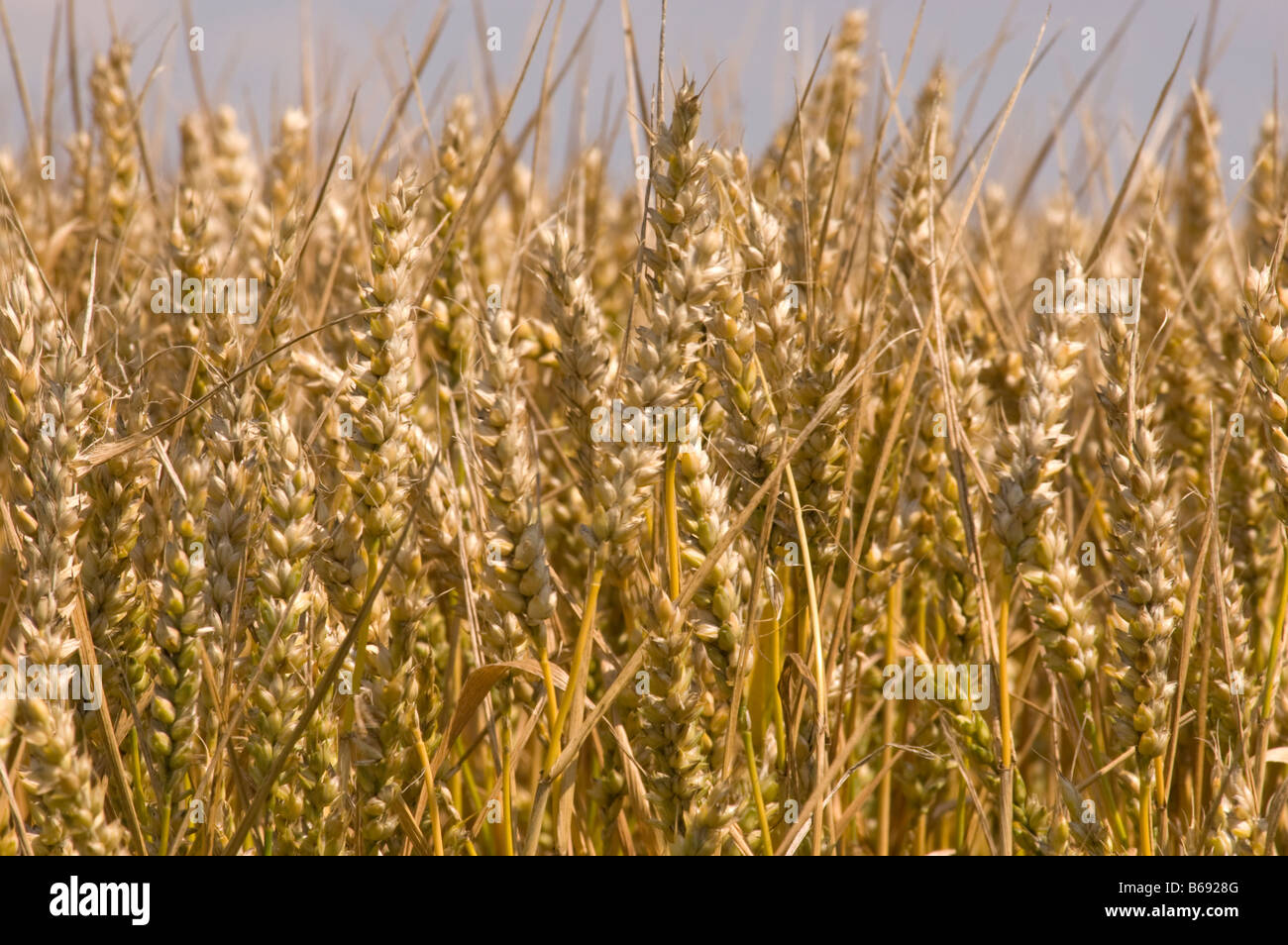 Field of wheat Stock Photo - Alamy